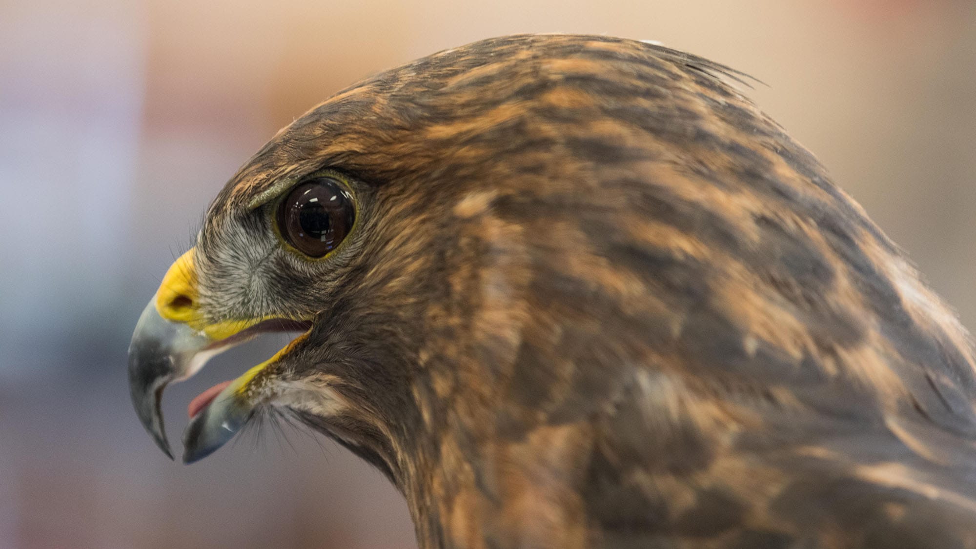 How Much Does a Trained Hawk Cost? Know the Facts