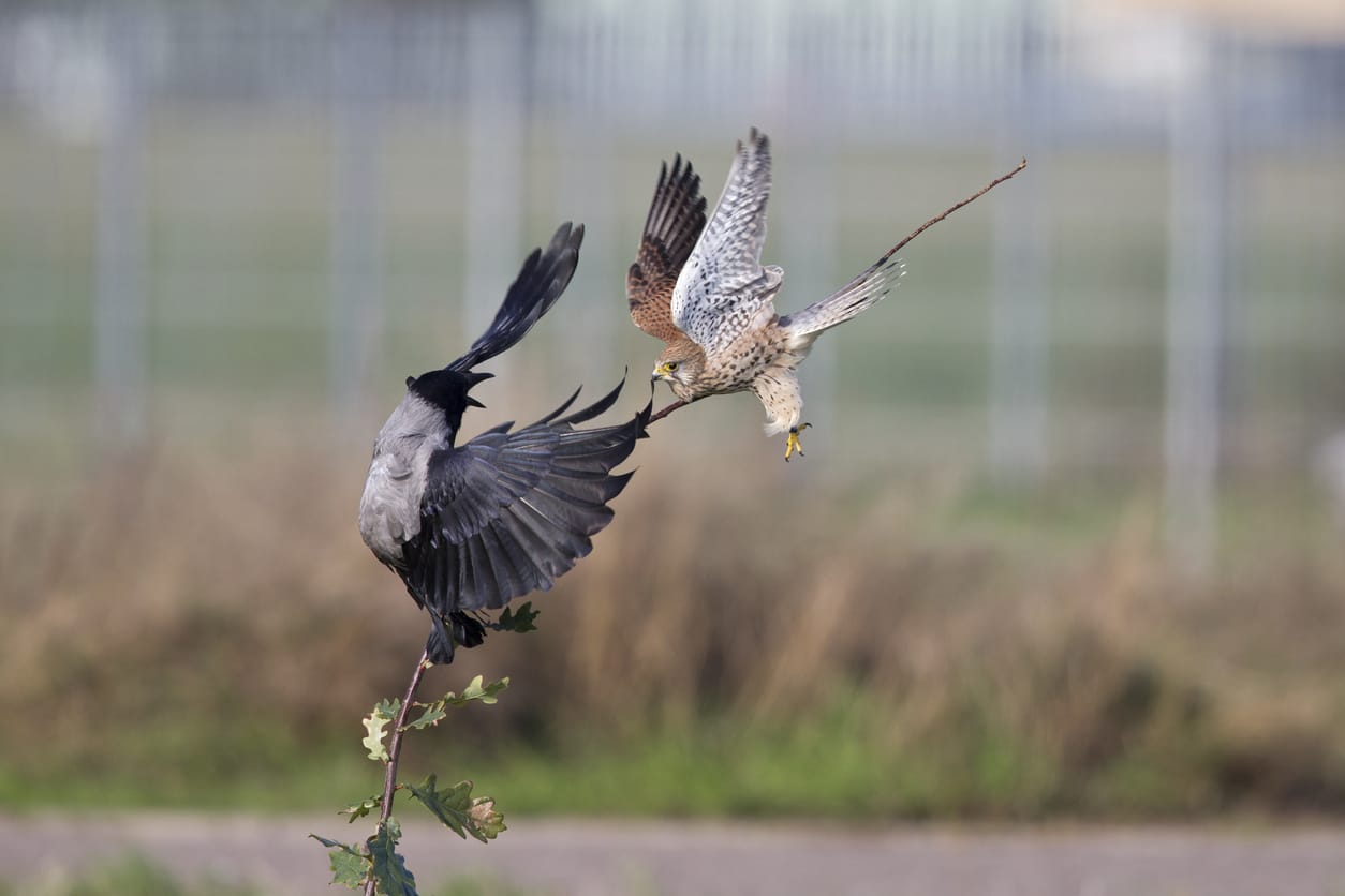 Why Do Crows Attack & Chase Hawks? The Mobsters of the Sky