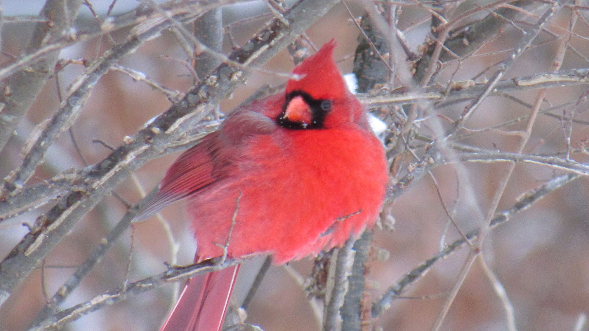 What Do Cardinals Do in the Winter? | Bird Watching Pro
