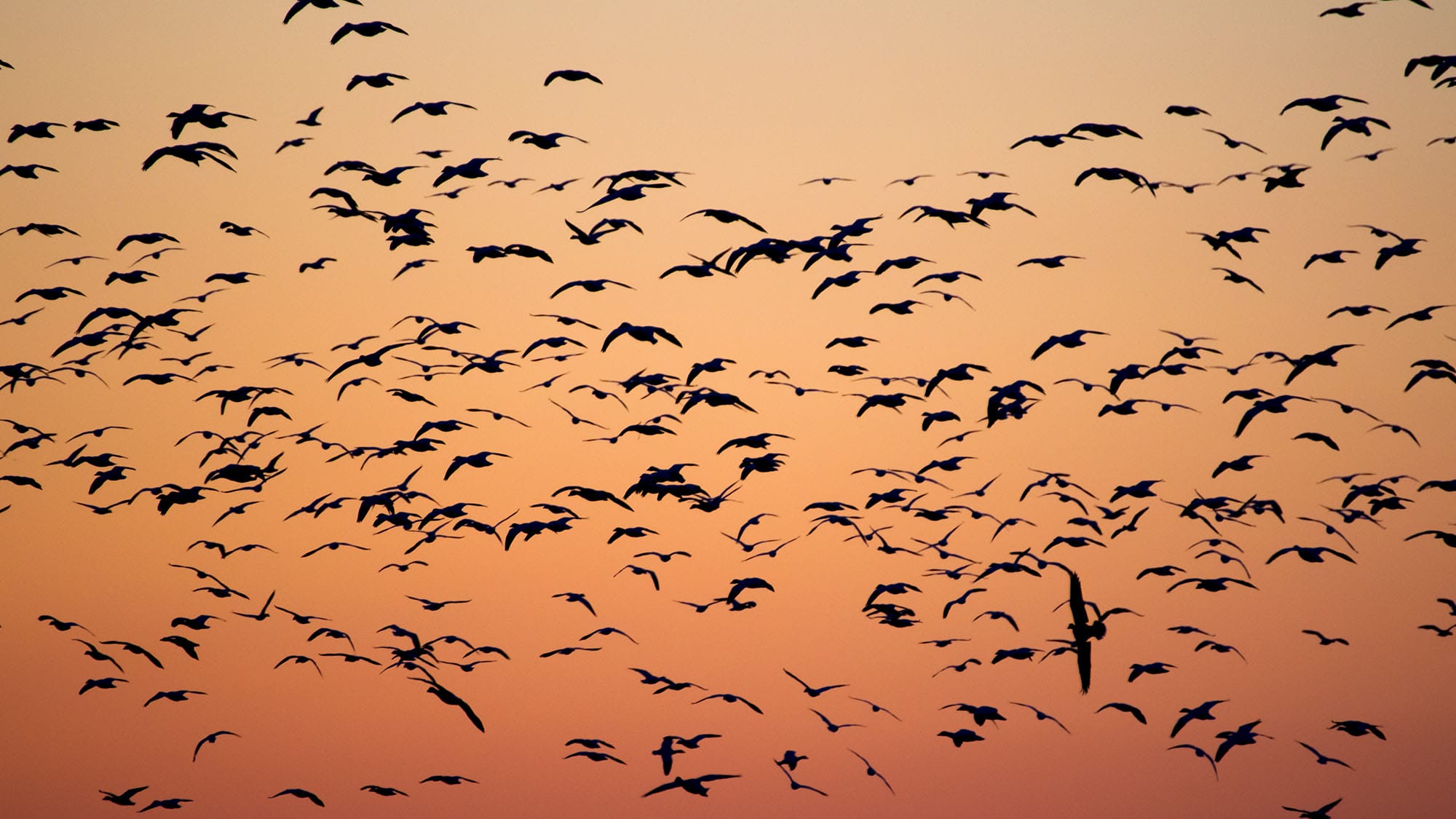 Do Birds Hibernate or Migrate? The Bird's Dilemma | Bird Watching Pro