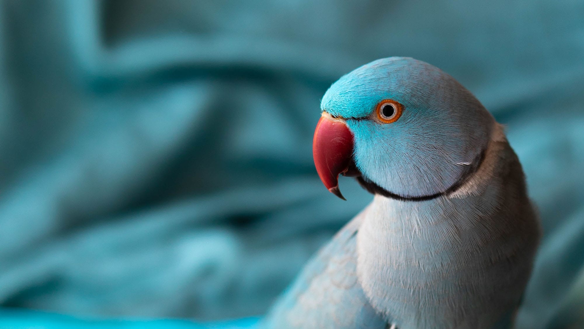 How to Photograph Birds Against a Bright Sky | Bird Watching Pro