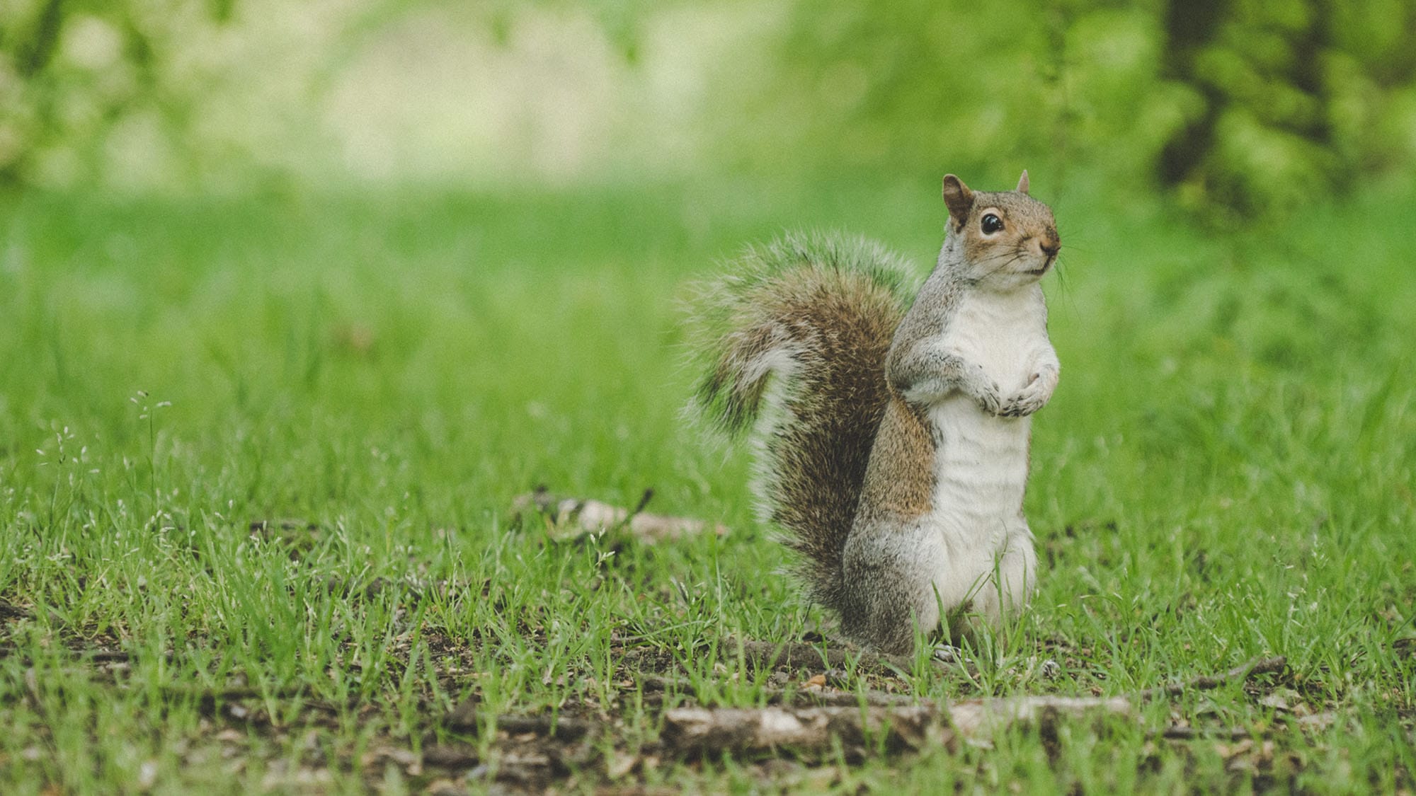 How to Photograph Birds Against a Bright Sky | Bird Watching Pro
