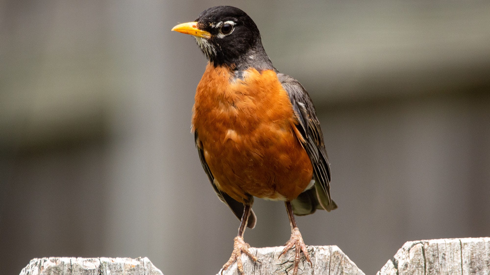Hand Feeding Robins: Read This First | Bird Watching Pro