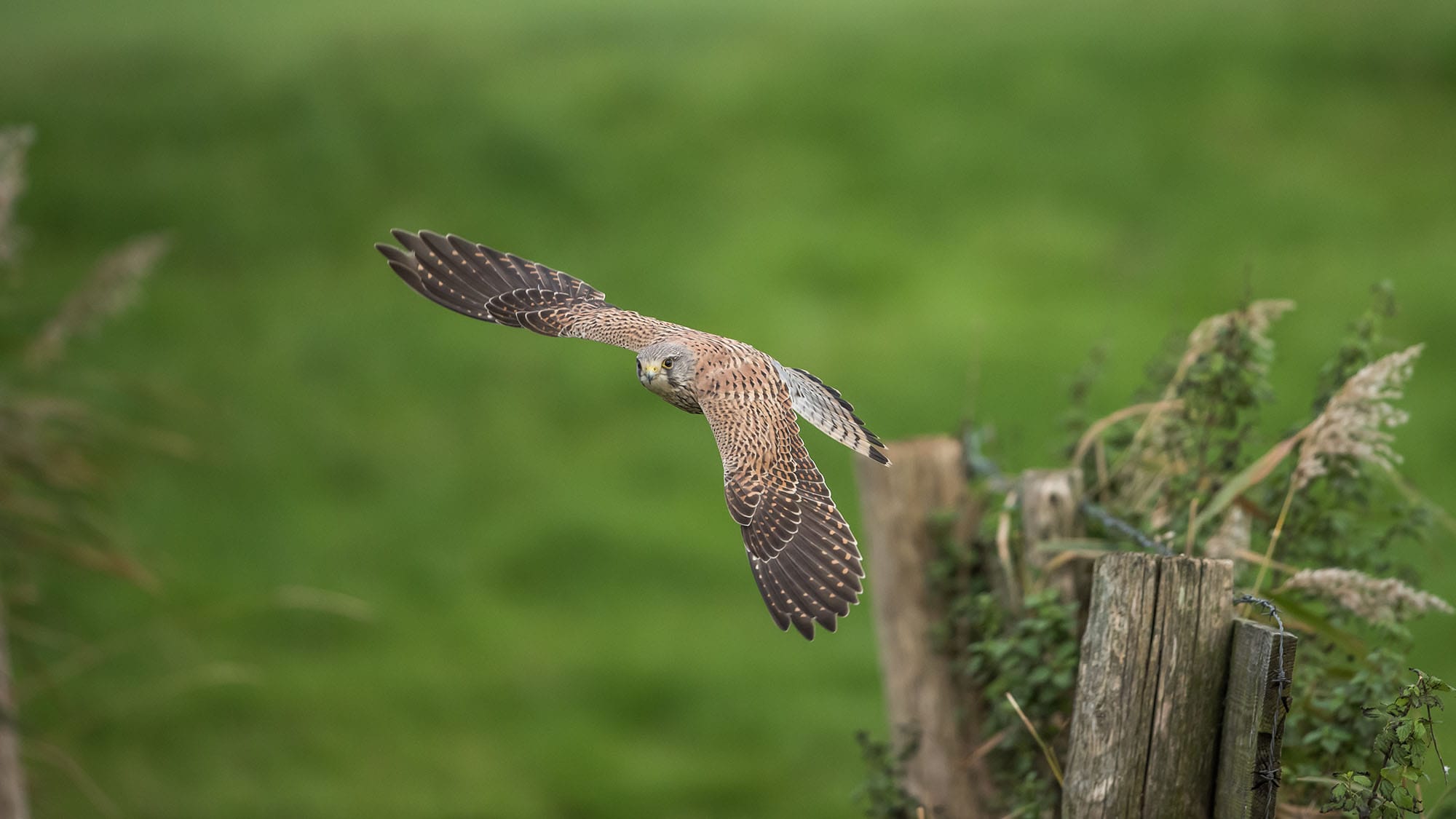 How High Can a Bird Fly Before It Dies? | Bird Watching Pro