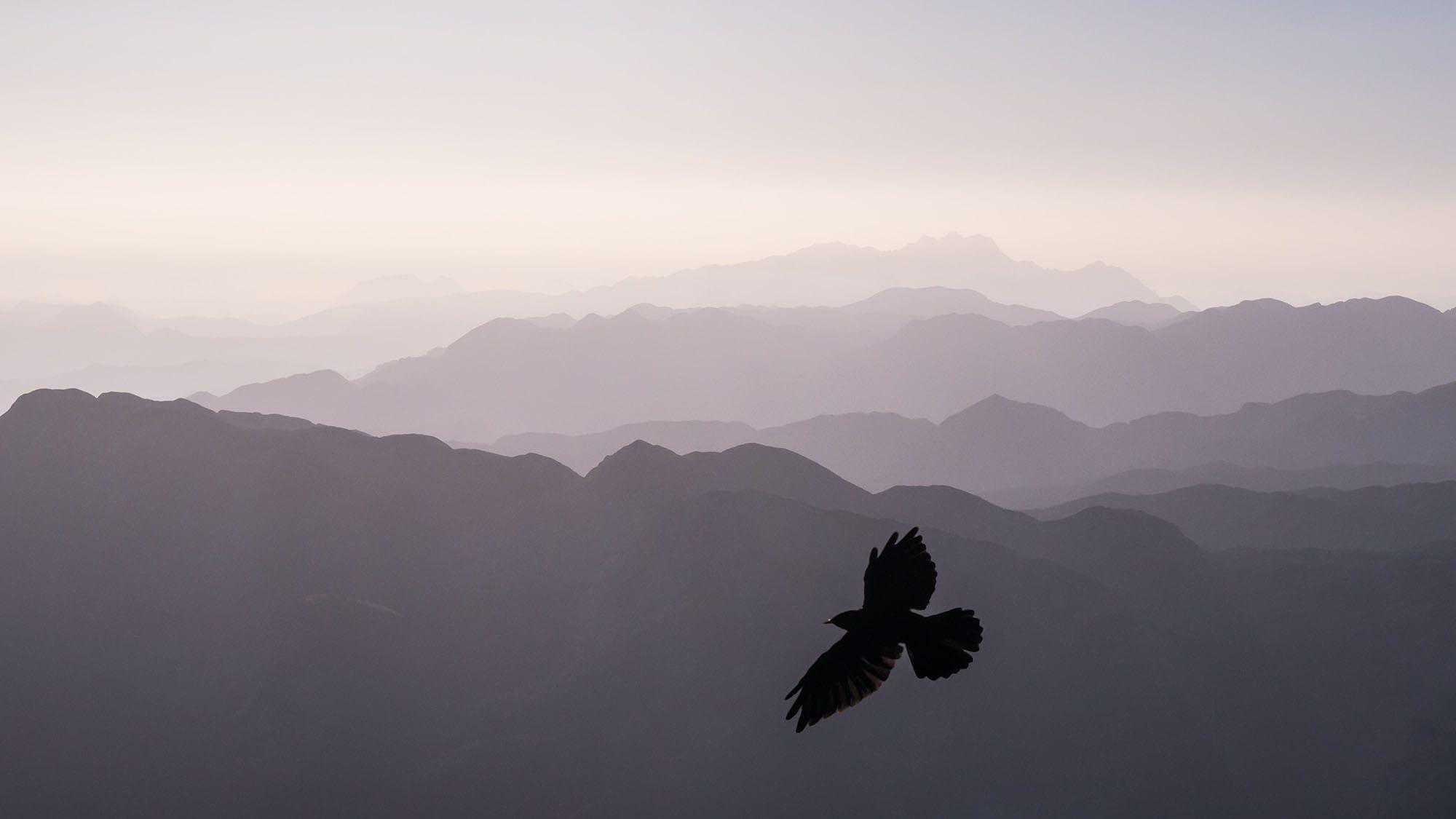 Where Do Birds Go When It’s Windy? | Bird Watching Pro