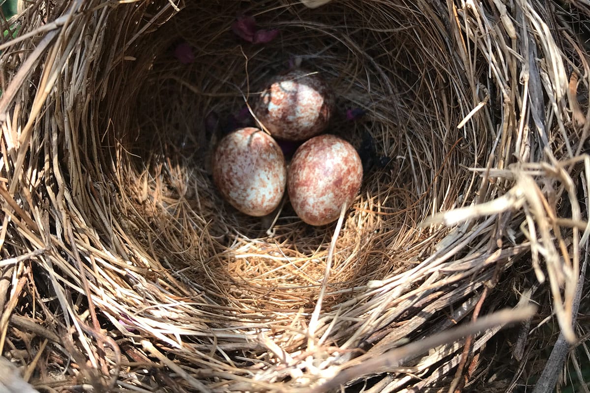 How to Move a Bird’s Nest with Eggs: Follow These Steps