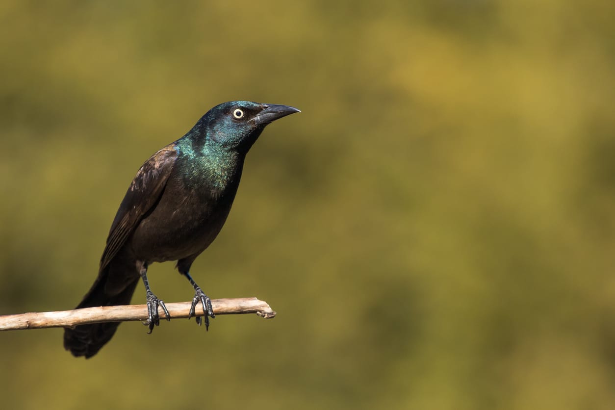 African Birds of Prey: Top 10 Serengeti Predators with Pictures