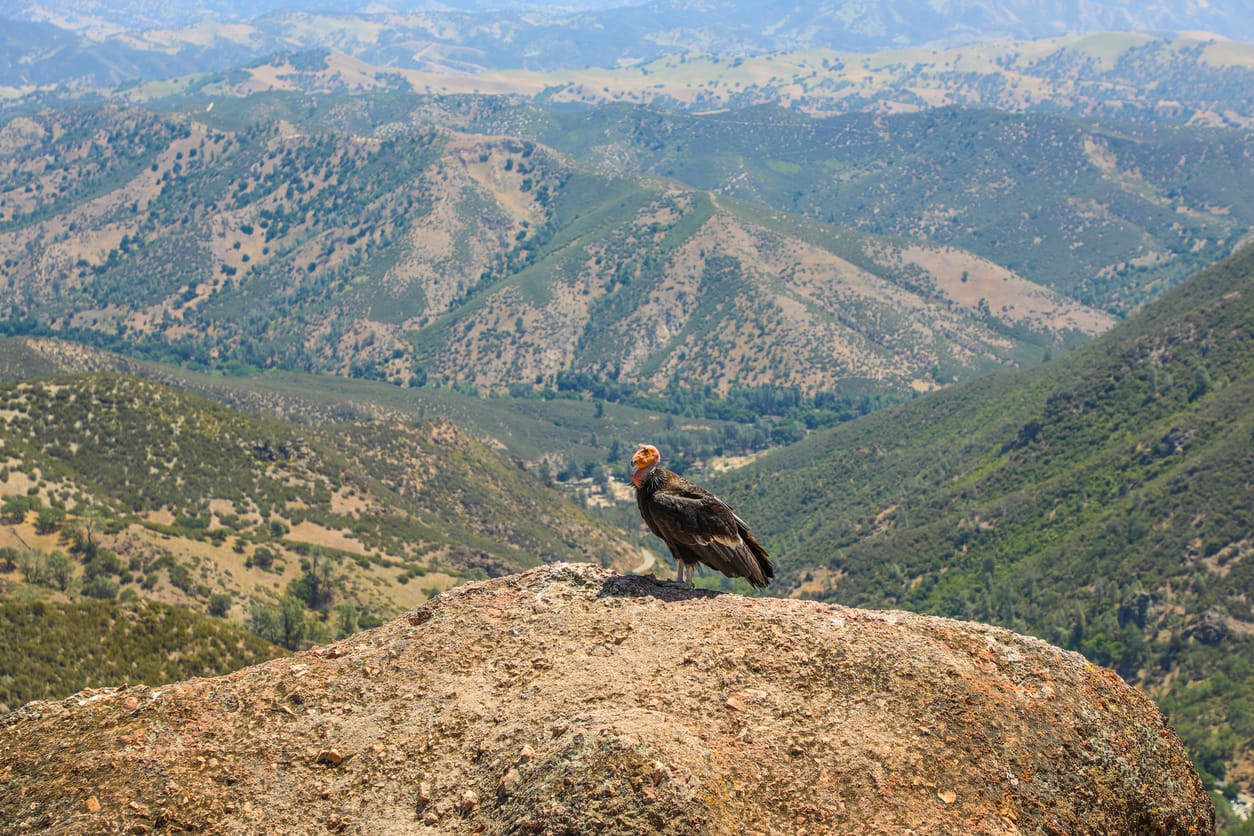 California Birds of Prey: 19 Most Common Species with Pictures
