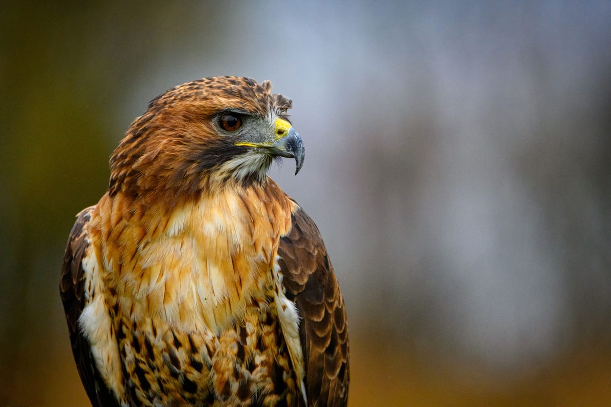 Tennessee Birds of Prey: 26 Most Common Species with Pictures
