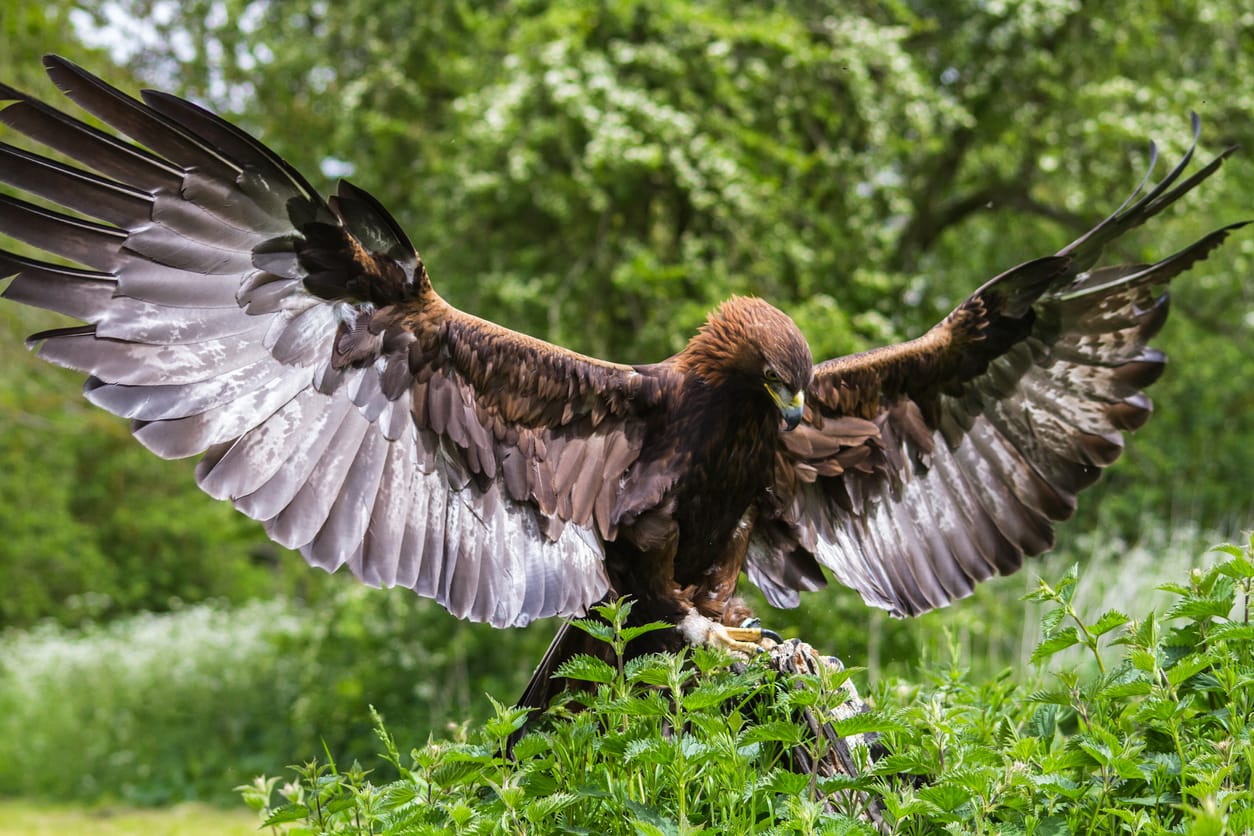 Texas Birds of Prey: 17 Species in the Lone Star State | Bird Watching Pro