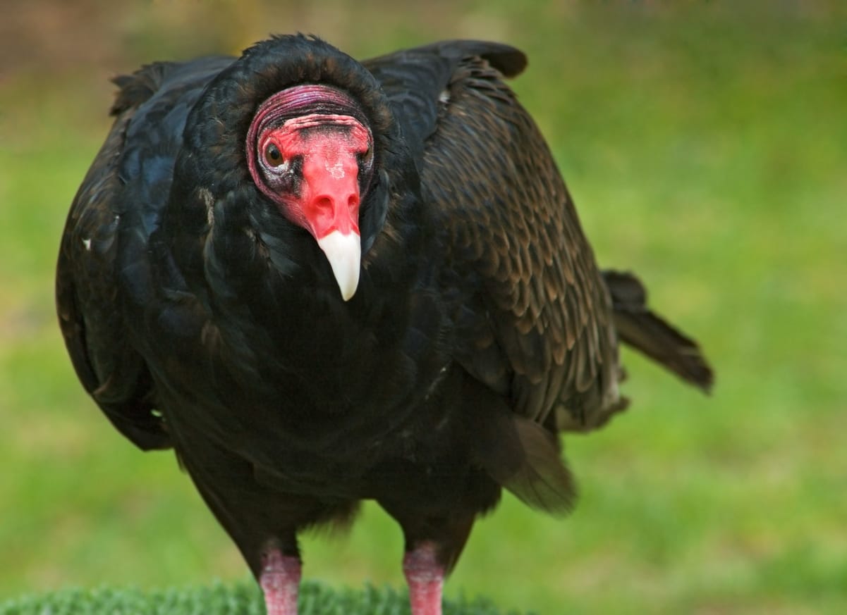 Wisconsin Birds of Prey: 9 Most Common Predators with Pictures