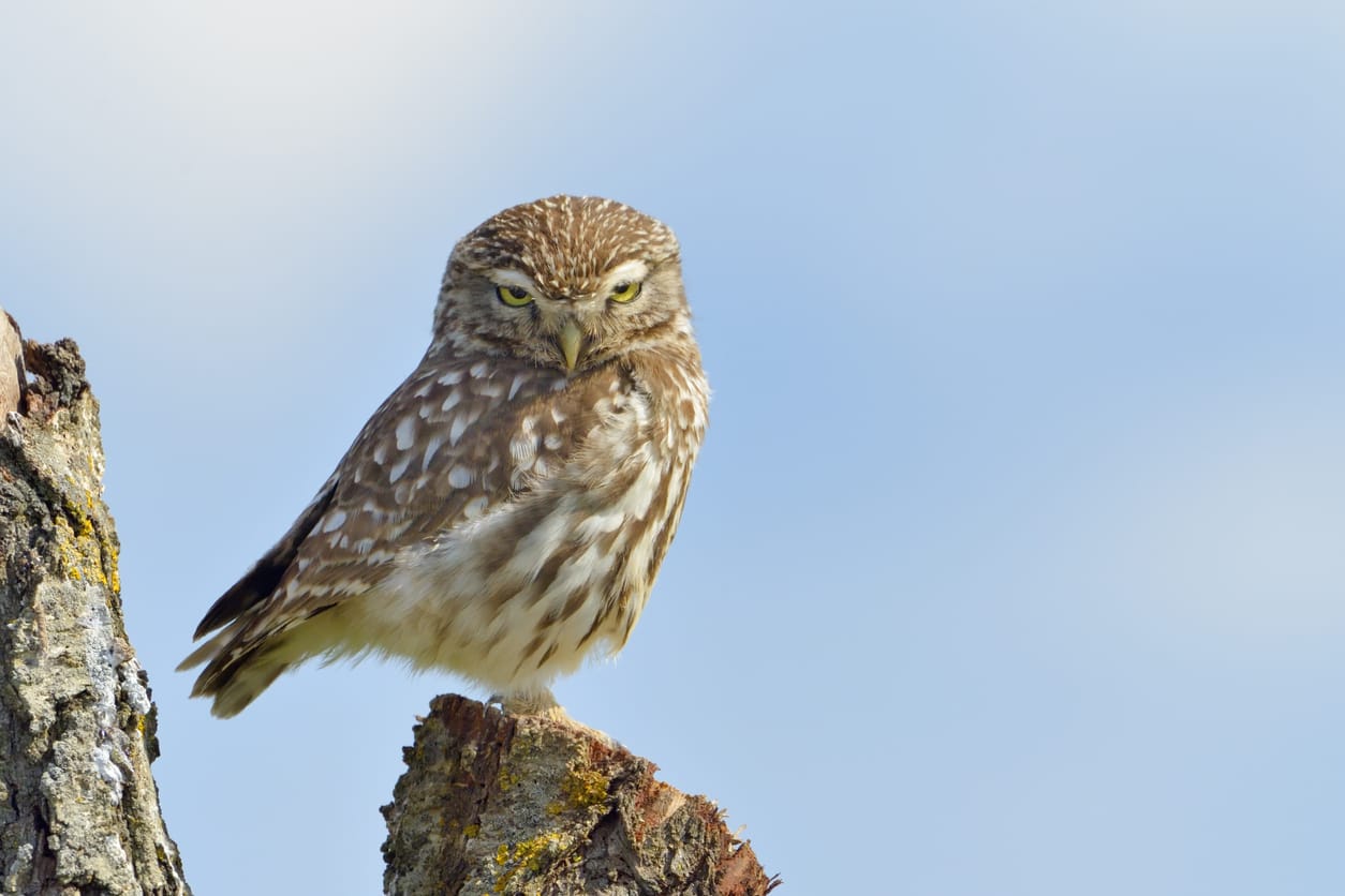 Owls in California: 14 Species in the Golden State | Bird Watching Pro