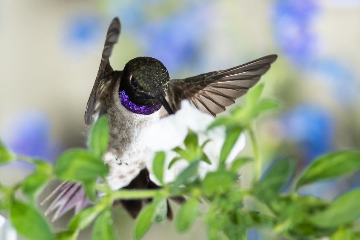 Hummingbirds in Pennsylvania: 6 Most Common Species You Can See