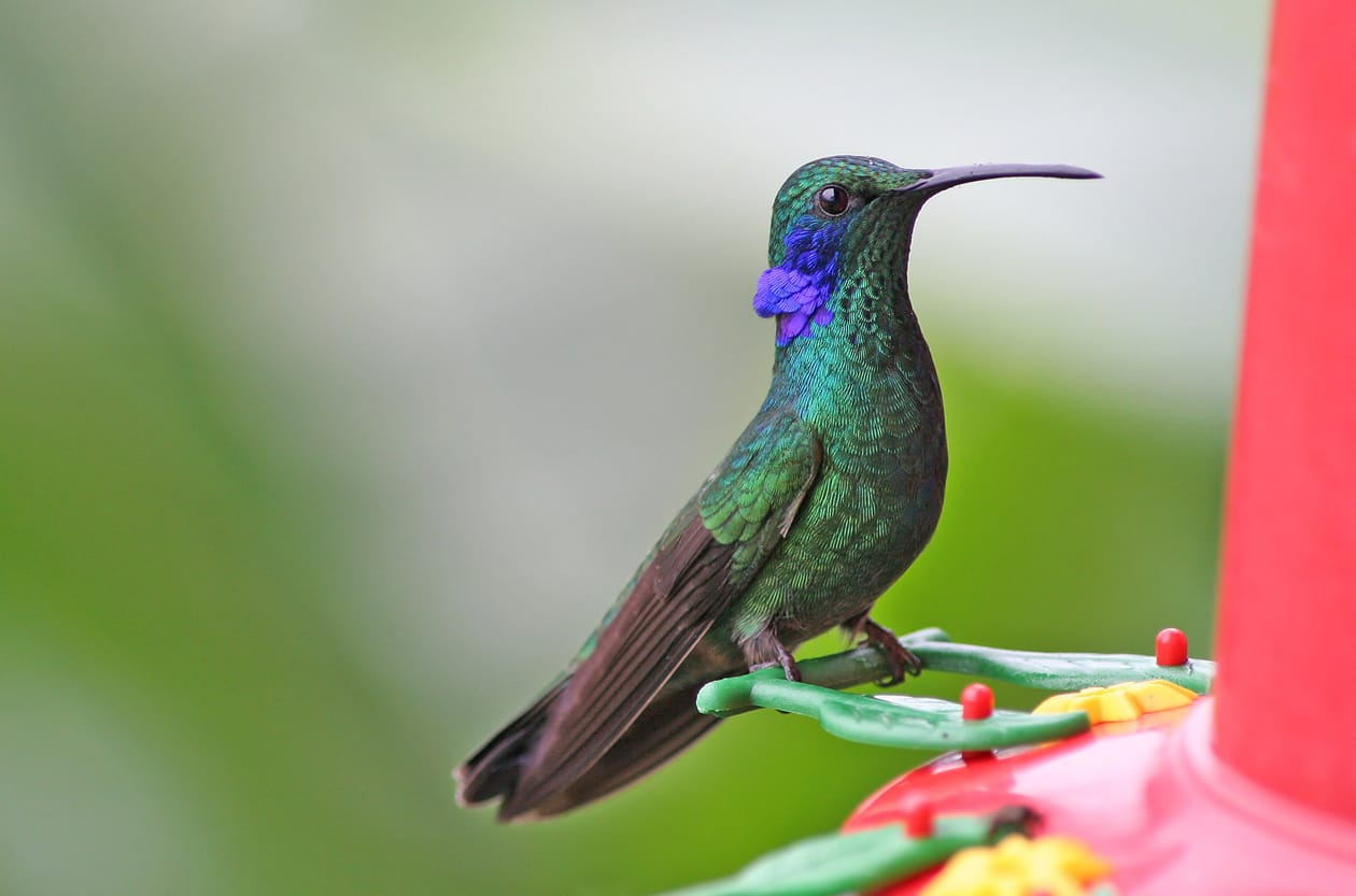 Hummingbirds in Ohio: Top 6 Species with Pictures for You to Identify