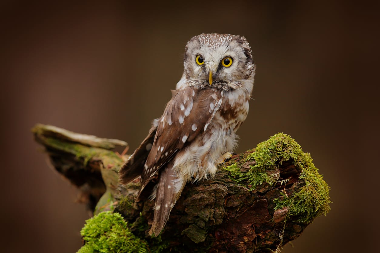 Bird Watching Pro - Learn How to ID & Observe Birds Like a Pro!