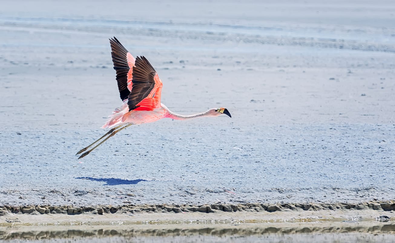 Can Flamingos Fly? A Comprehensive Guide & Related Facts