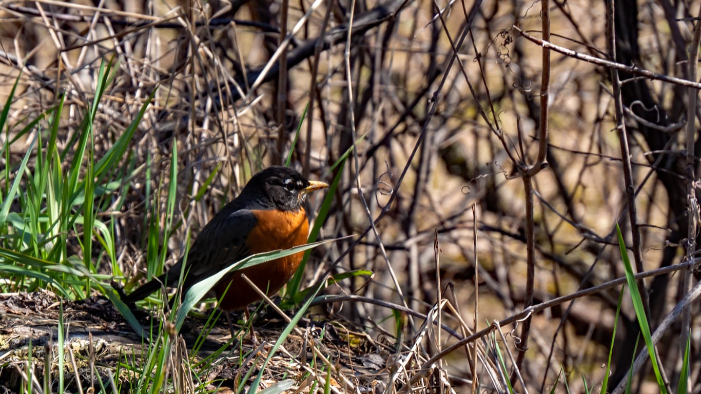 The Most Dangerous Birds of Prey: Comprehensive Guide of 9 Predators