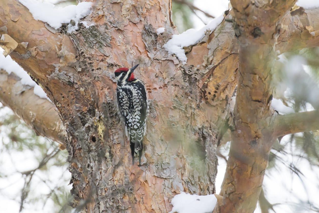 Woodpeckers in Ohio: Top 7 Woodpeckers in the Buckeye State