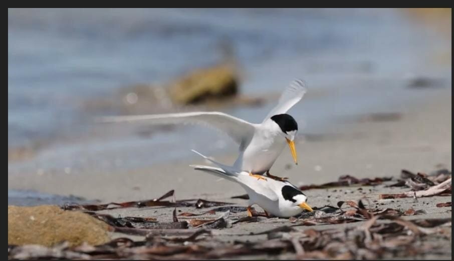 How Do Birds Mate? | Bird Watching Pro