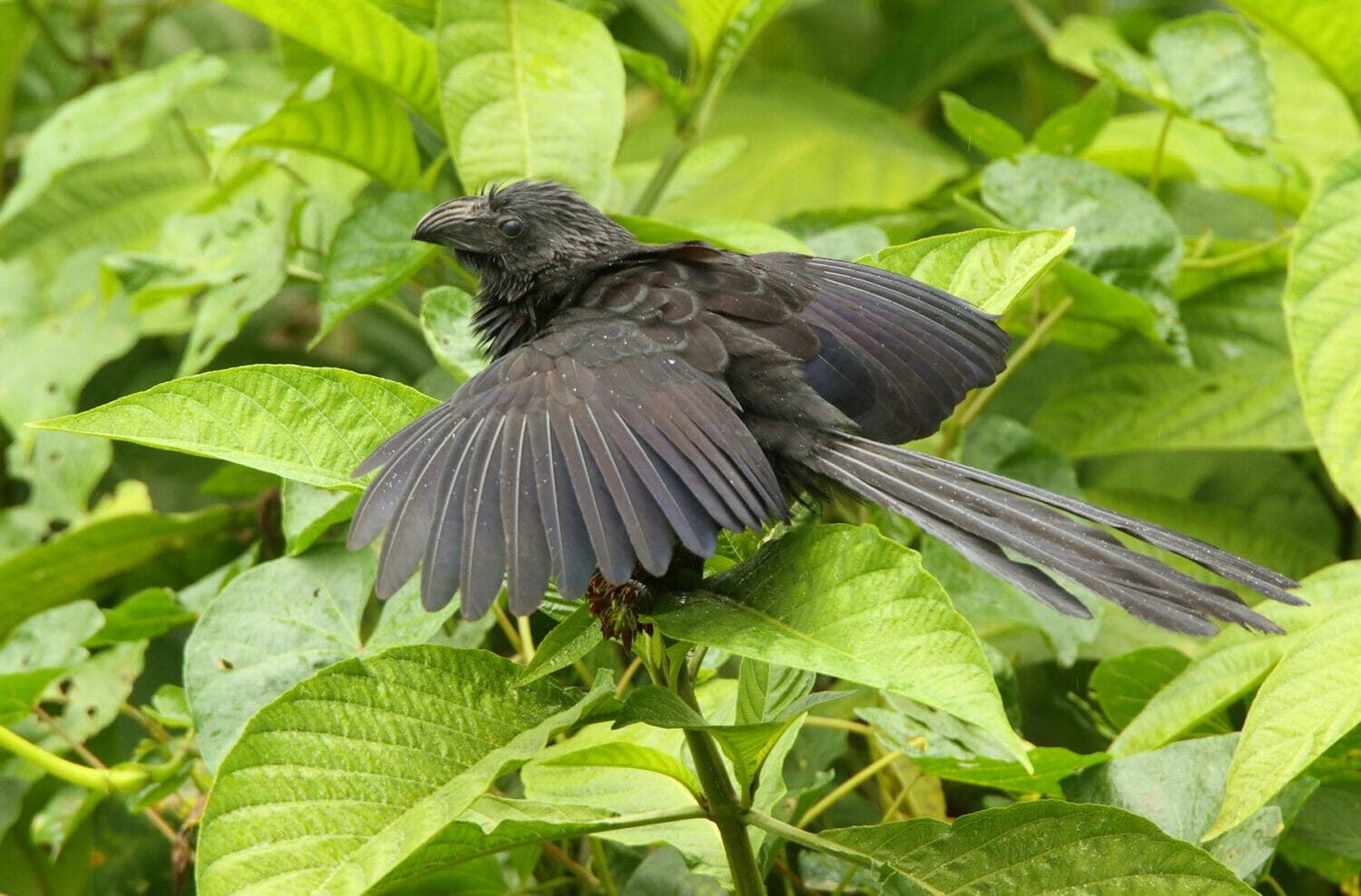 Black birds in Mexico - Our Top 10 Black Birds of Mexico