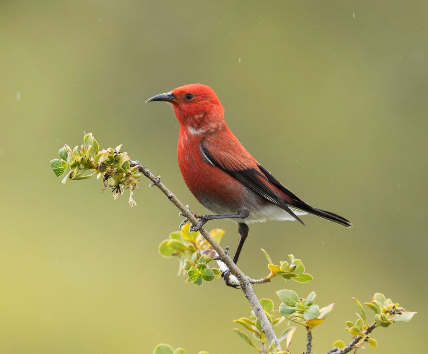 Birds of Hawaii - Top 10 birds of Hawaii with pictures