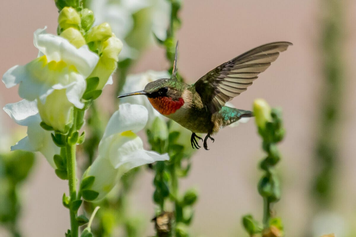 Where Do Hummingbirds Go In The Winter? | Bird Watching Pro