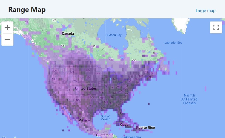 The Mourning Dove - All you need to know about this remarkable bird and ...