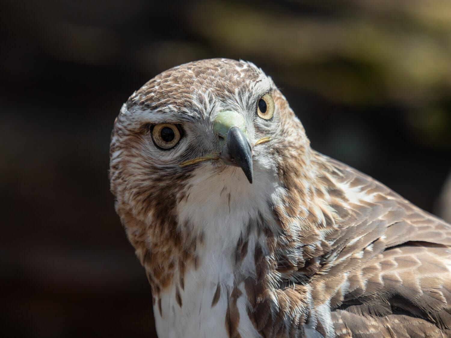 The Red-tailed Hawk - all the facts and sounds of this common raptor ...