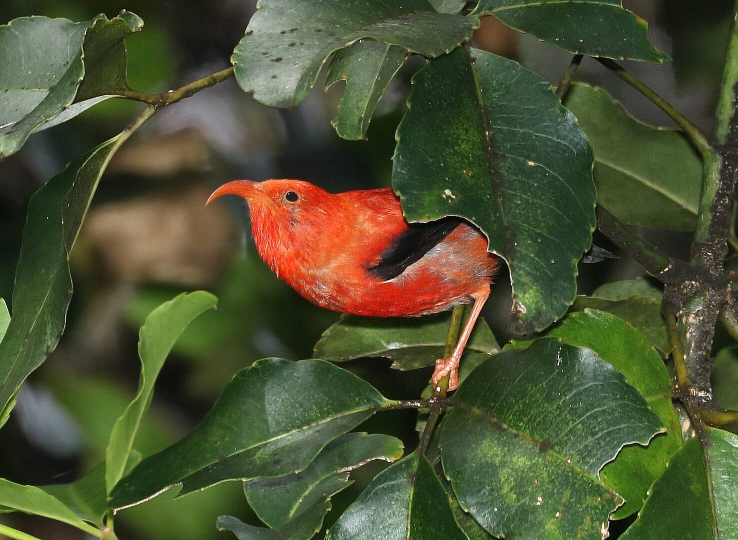 Red Birds of the United States | Bird Watching Pro